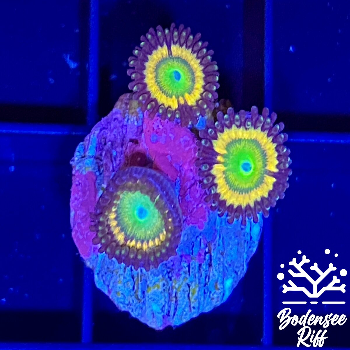 Citrus Cooler WYSIWYG, 34,00